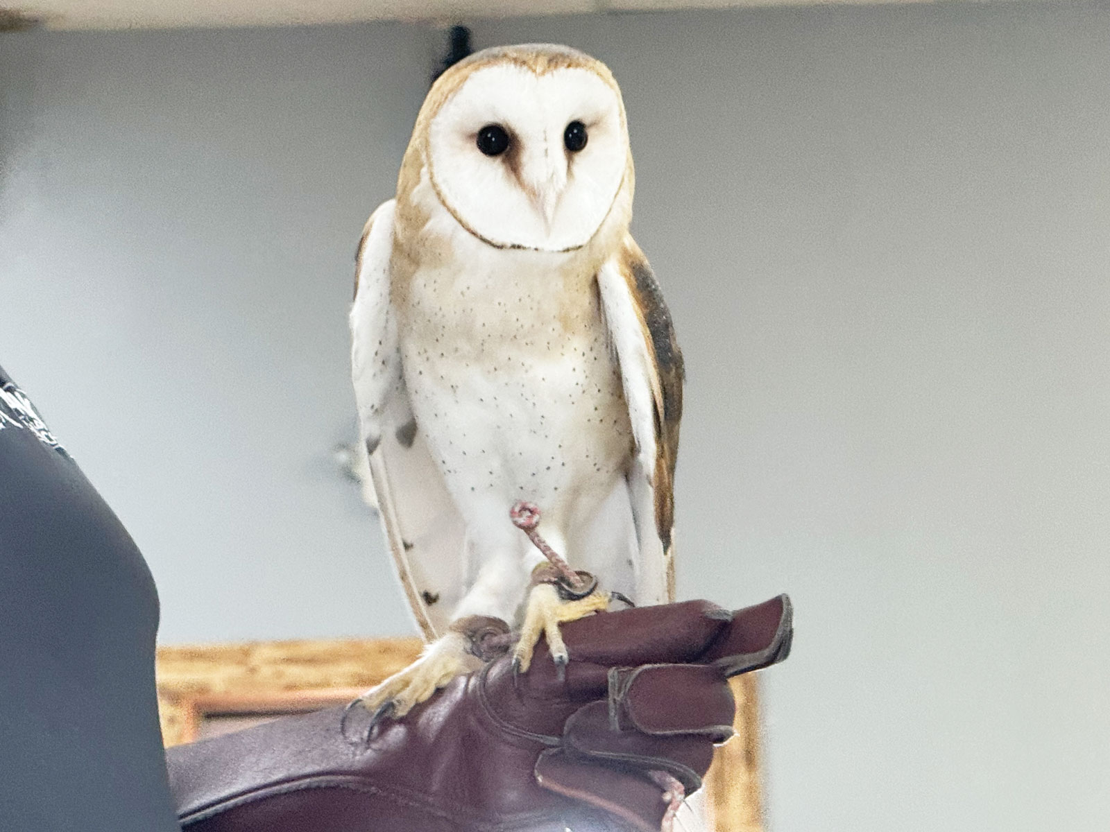 07-24-25-Falconry-2-tle | News, Sports, Jobs - News and Sentinel